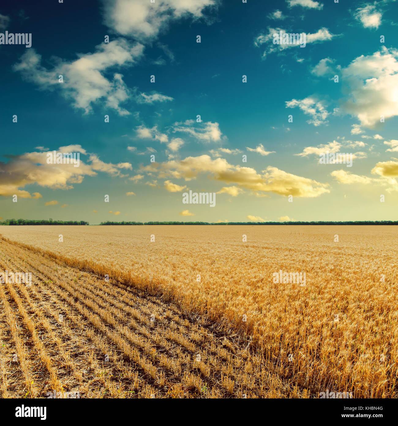 sunset over wheat field Stock Photo - Alamy