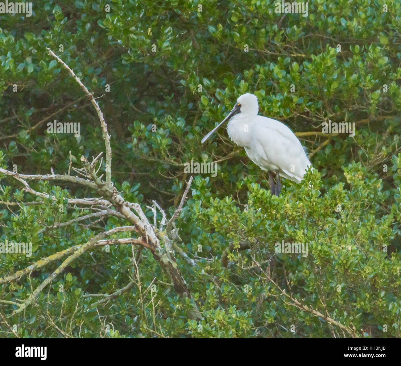 Royal Spoonbill bird on a tree Stock Photo - Alamy