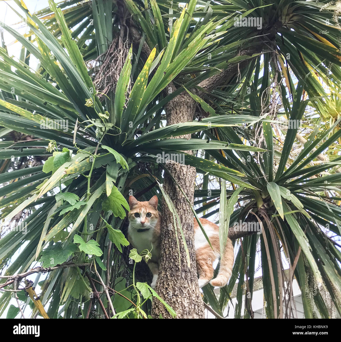 Cat hiding at top of yukka plant Stock Photo - Alamy