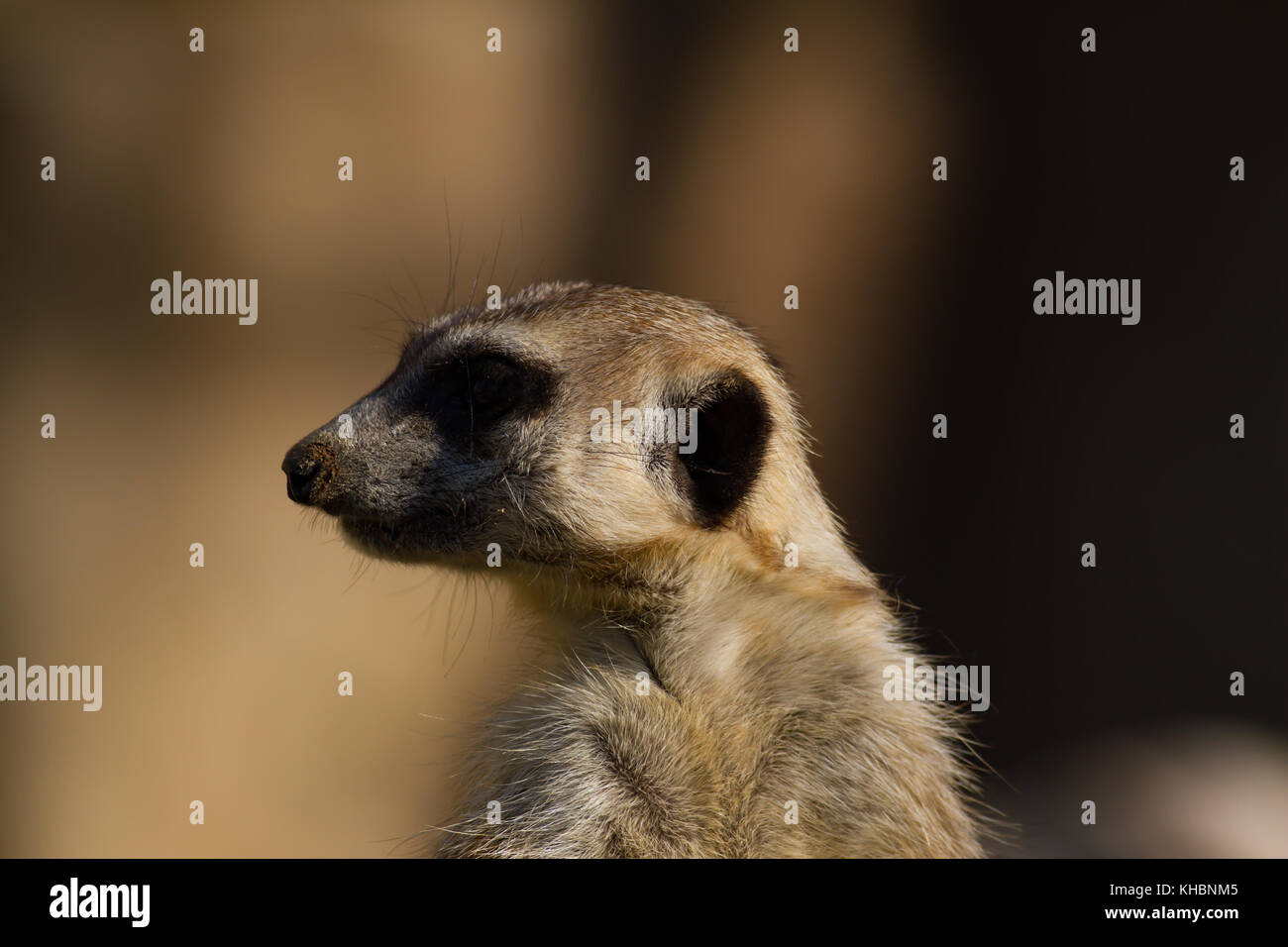 Meerkat keeping watch up close Stock Photo - Alamy