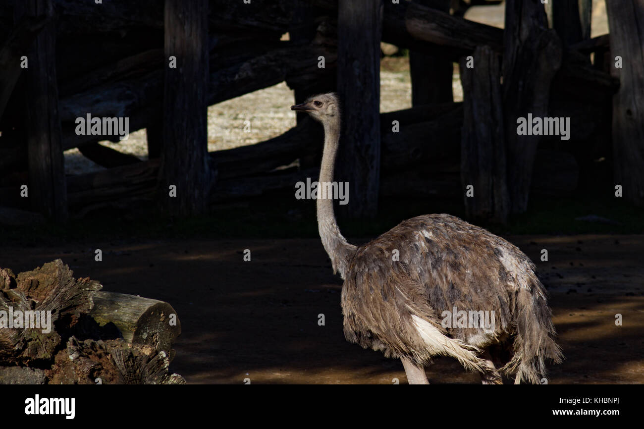 Side view emu in bird hi-res stock photography and images - Alamy