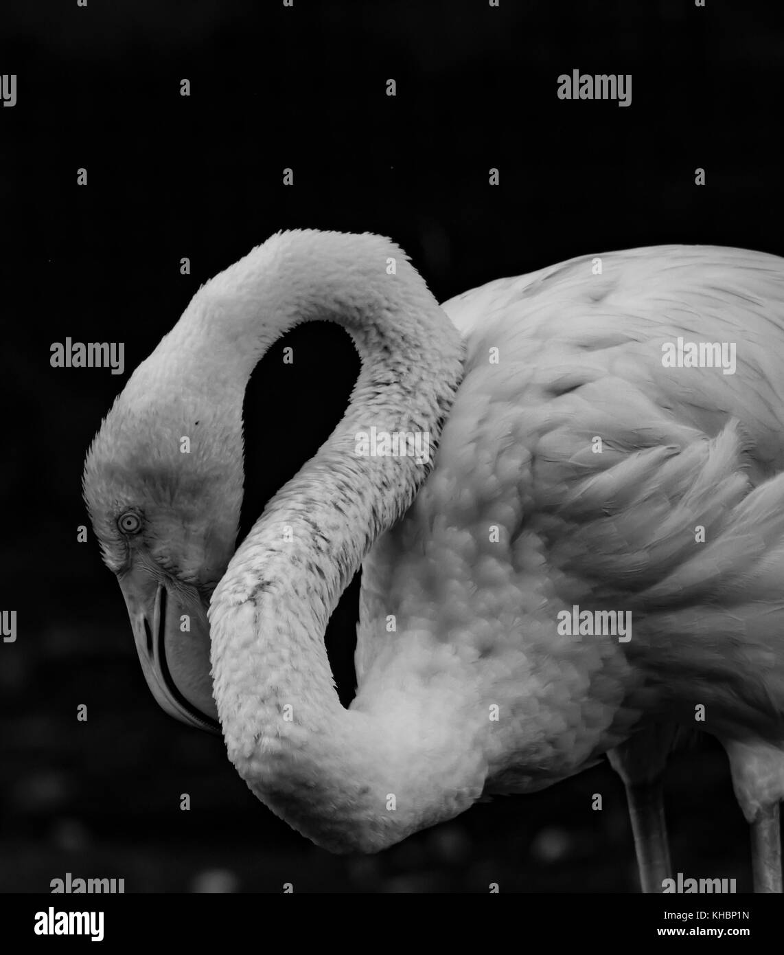 Wildlife aviary Black and White Stock Photos & Images - Alamy