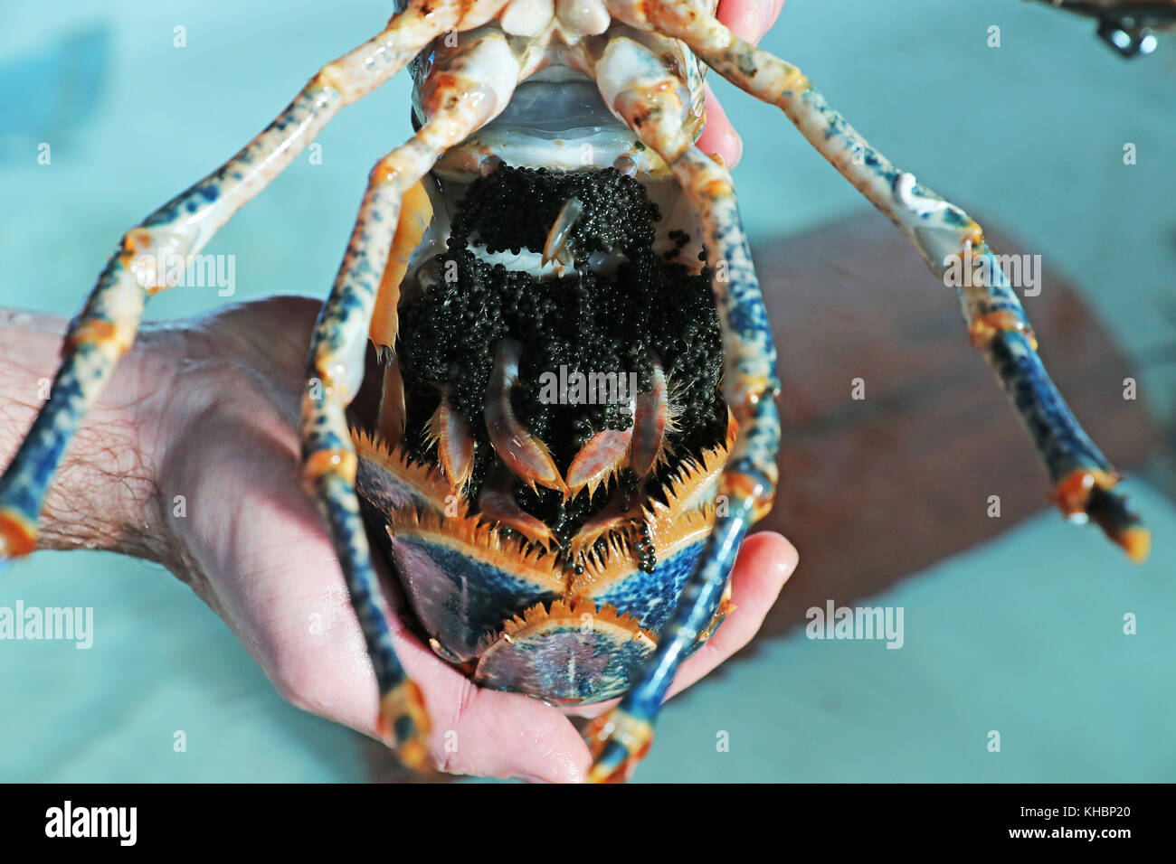 A female lobster carrying eggs under her body at Northumberland Seafood ...