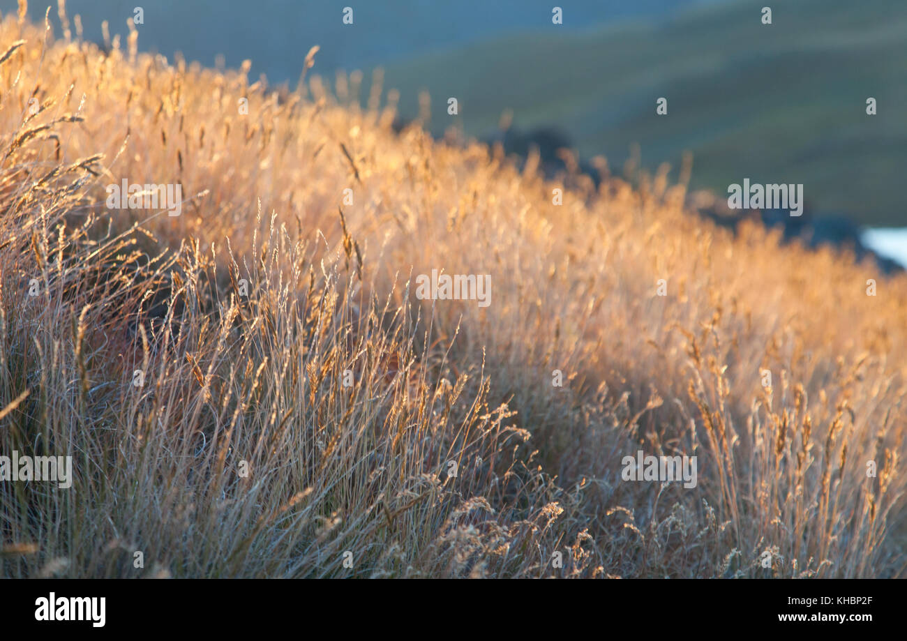 Montane ecosystems hi-res stock photography and images - Alamy