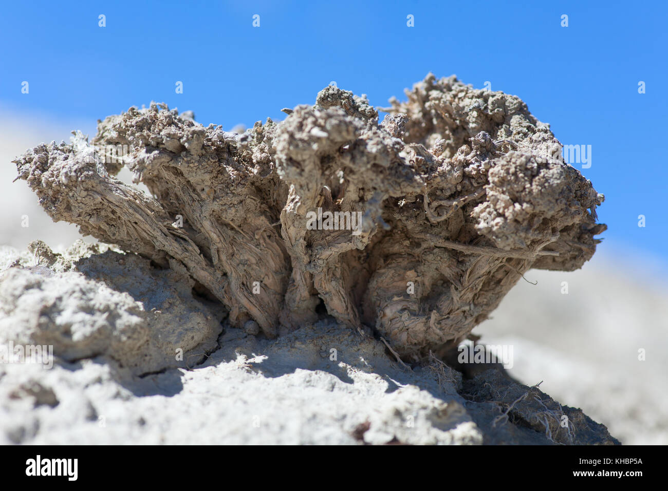 The root of the camel thorn in the Asian desert Stock Photo - Alamy