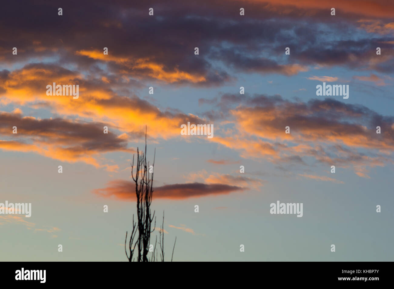 landscape with dramatic light - orange clouds and the outline of trees ...
