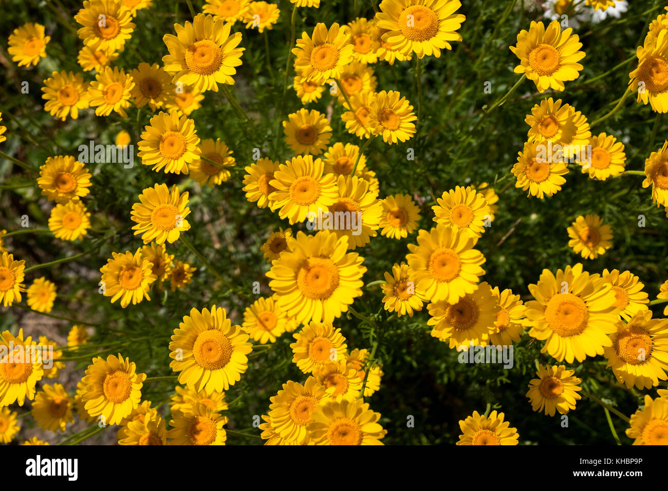 Daisies in a summer flower field in southern Sweden Stock Photo - Alamy