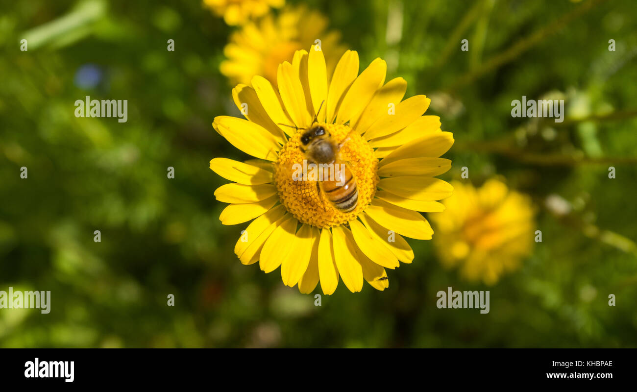 A floralwasp / bee pollinating a yellow daisy in the swedish Summer ...