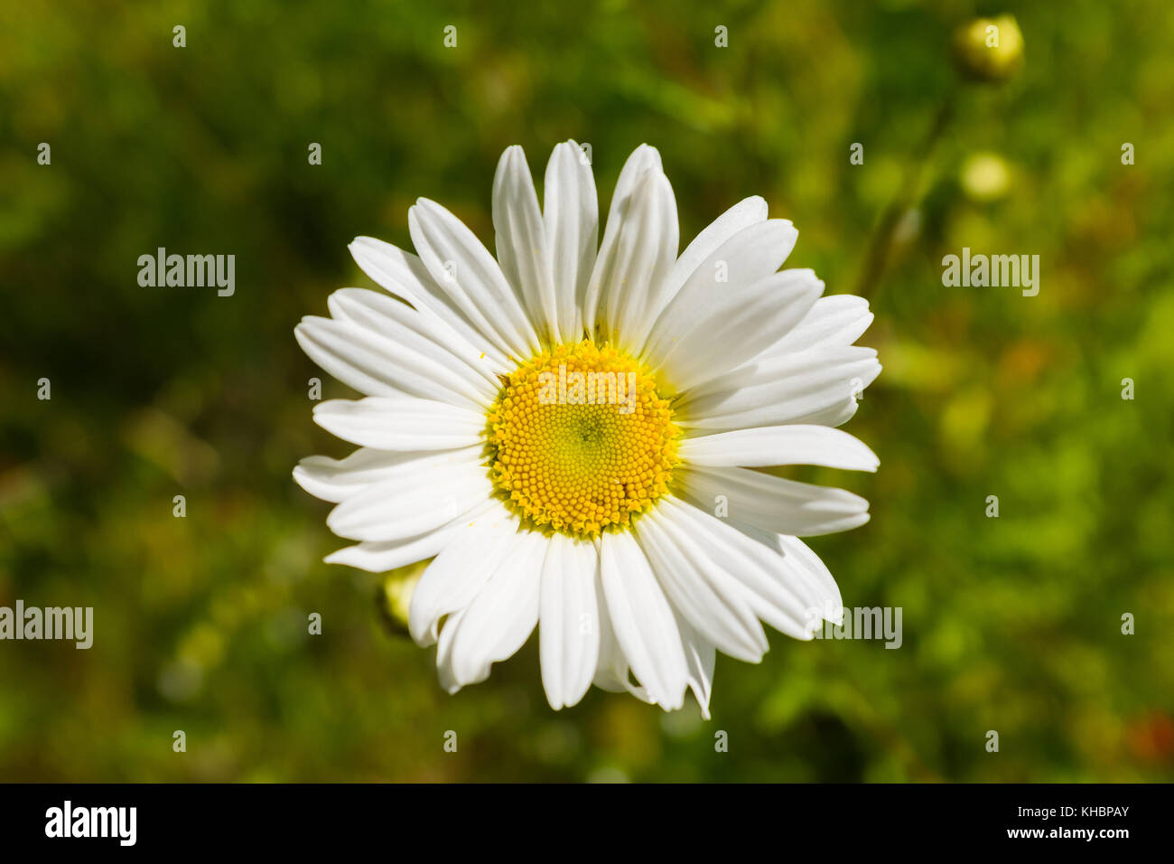 A sprouting Daisy in a field of summer flowers Europe Sweden Stock ...