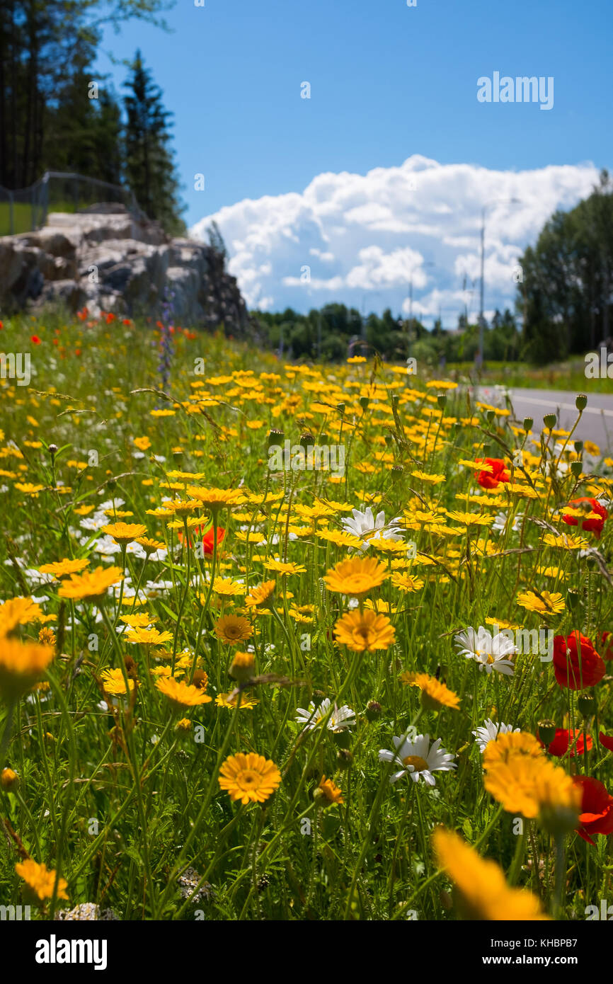 Yellow flowerfield hi-res stock photography and images - Alamy