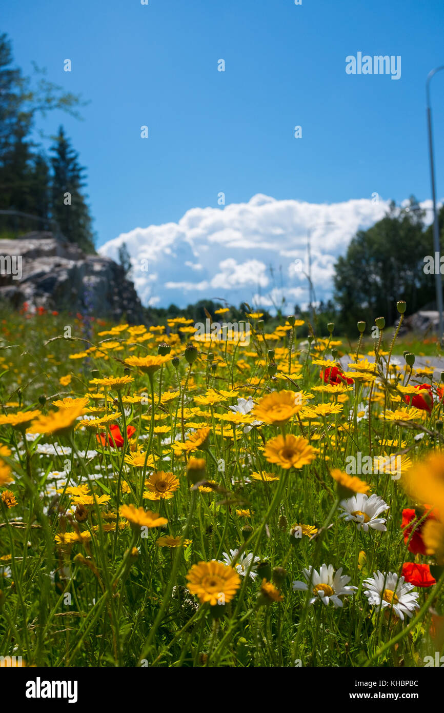 Yellow flowerfield hi-res stock photography and images - Alamy