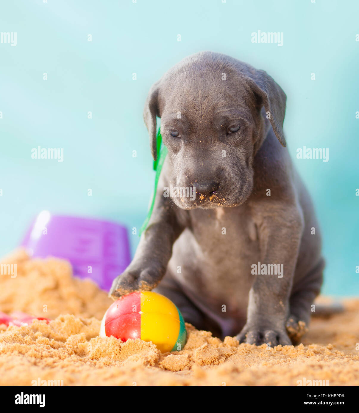Purebred blue Great Dane puppy guarding a ball on the sand Stock Photo ...