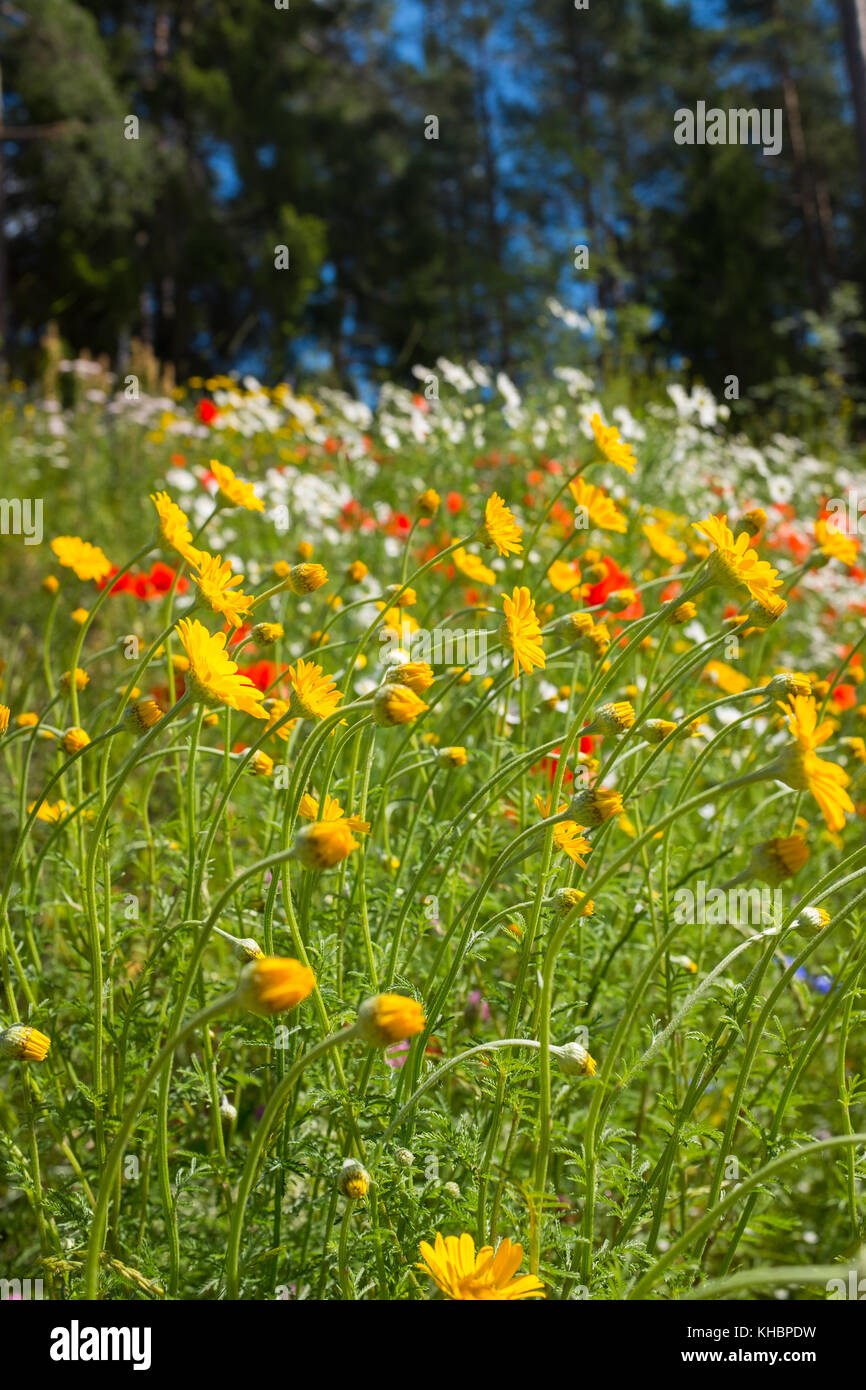 Flowerfield by the side of the road in Sweden Europe during summer ...