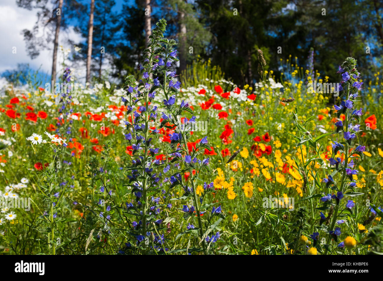 Yellow flowerfield hi-res stock photography and images - Alamy