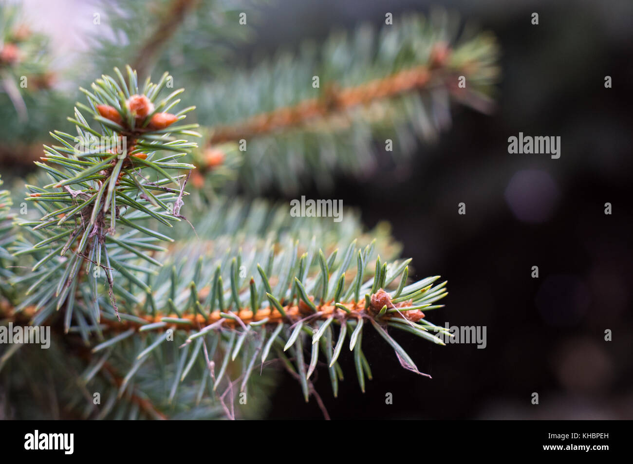 Green fluffy fir tree branch close up, Christmas wallpaper concept ...
