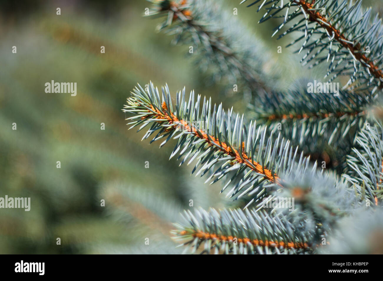 Green fluffy fir tree branch close up, Christmas wallpaper concept ...