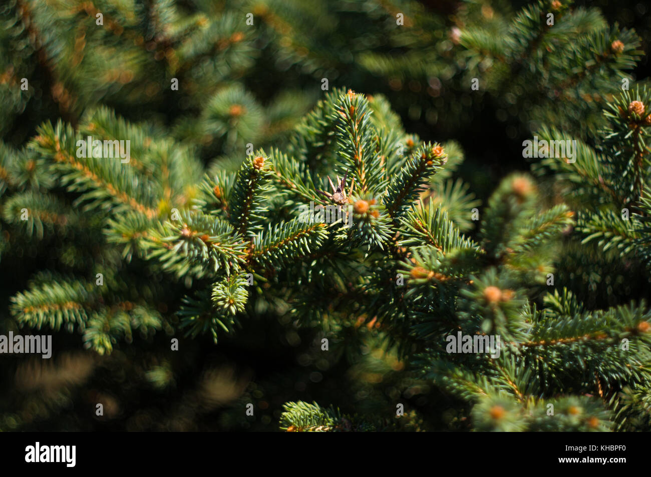 Green fluffy fir tree branch close up, Christmas wallpaper concept ...