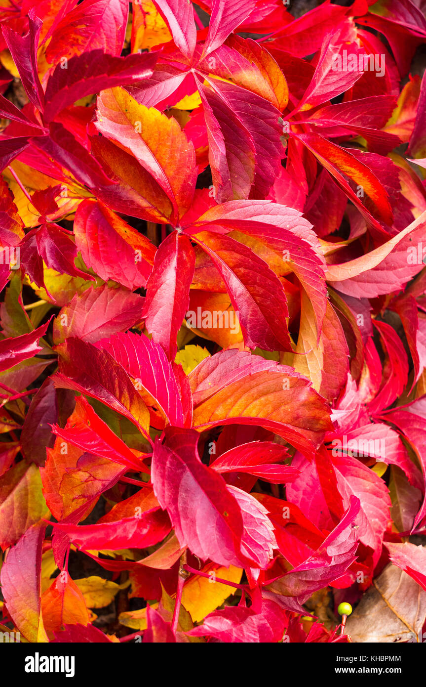 bright red autumn leaves of wild grapes, close up Stock Photo - Alamy