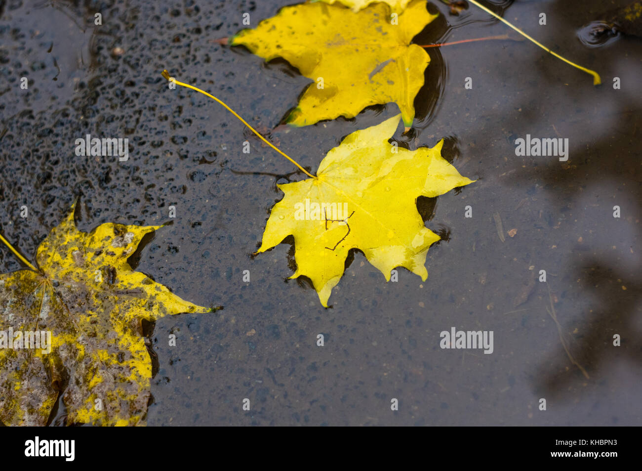 autumn yellow maple leaves in rain puddle, close up Stock Photo - Alamy
