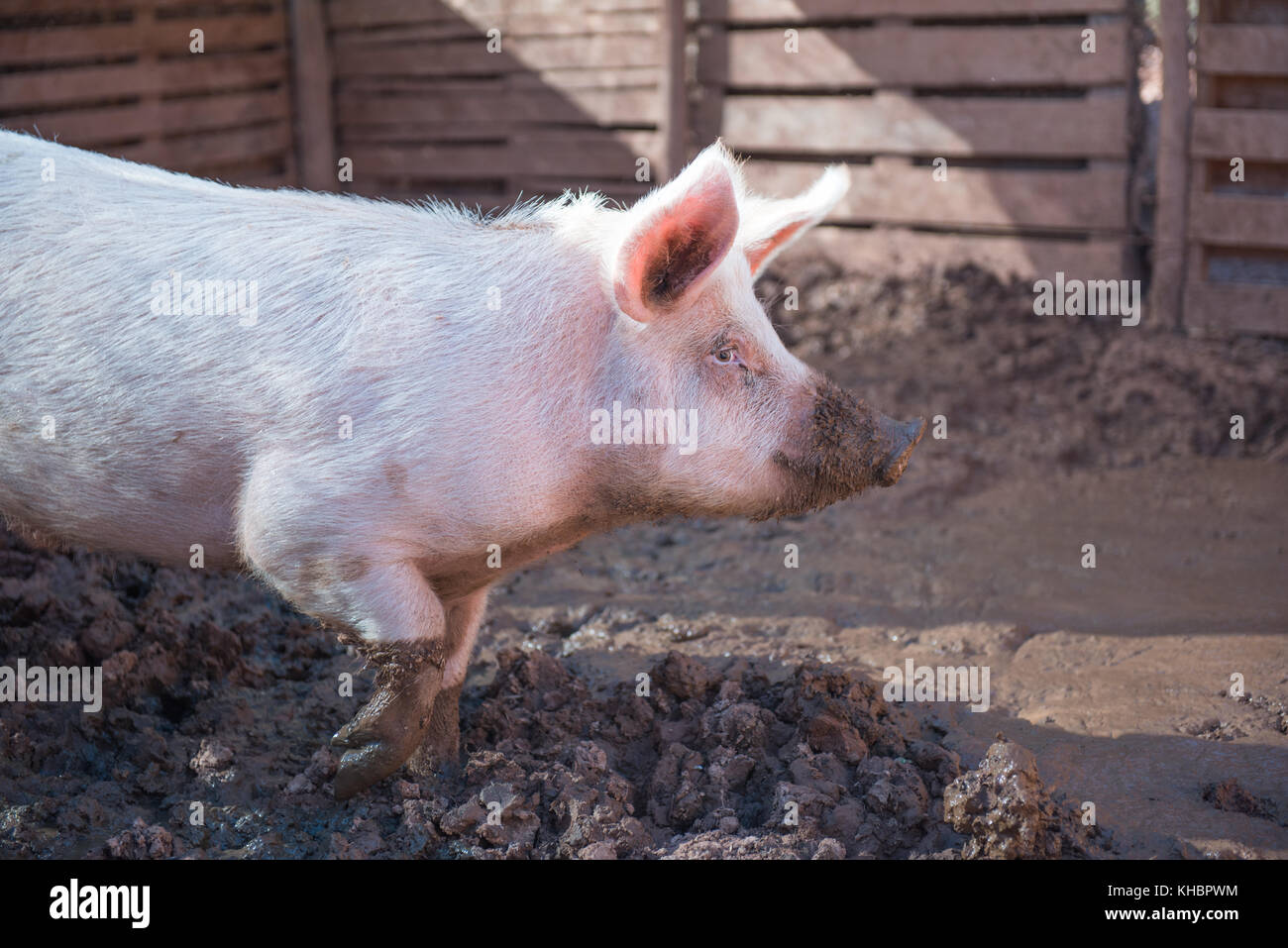 pig in a pigsty Stock Photo - Alamy