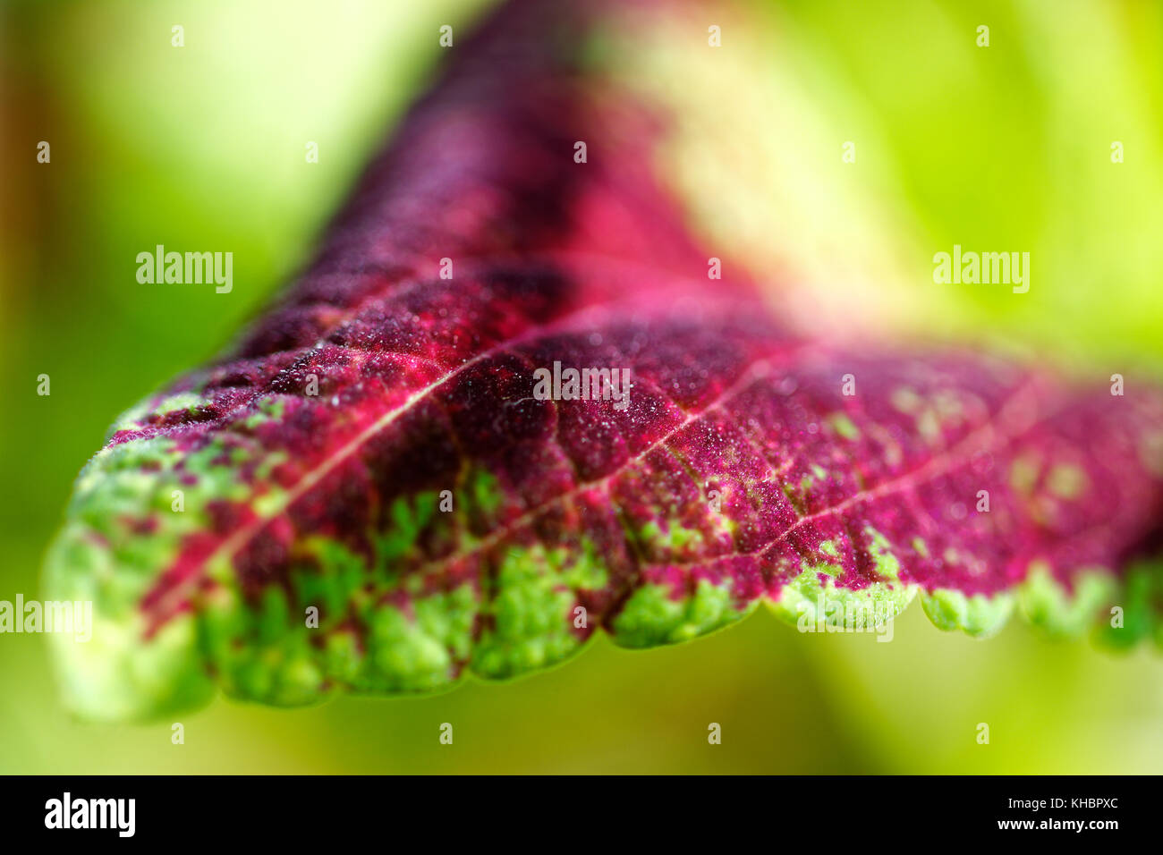 Close up of Coleus violet tricolor leaves Stock Photo - Alamy