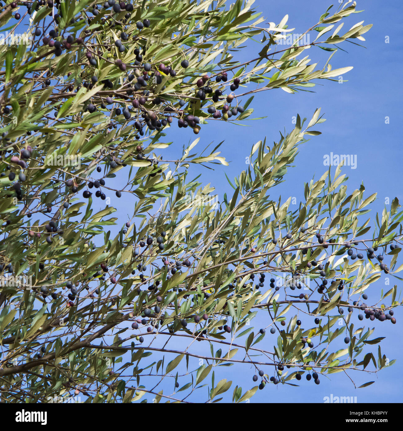 Climate Olive Tree High Resolution Stock Photography and Images - Alamy