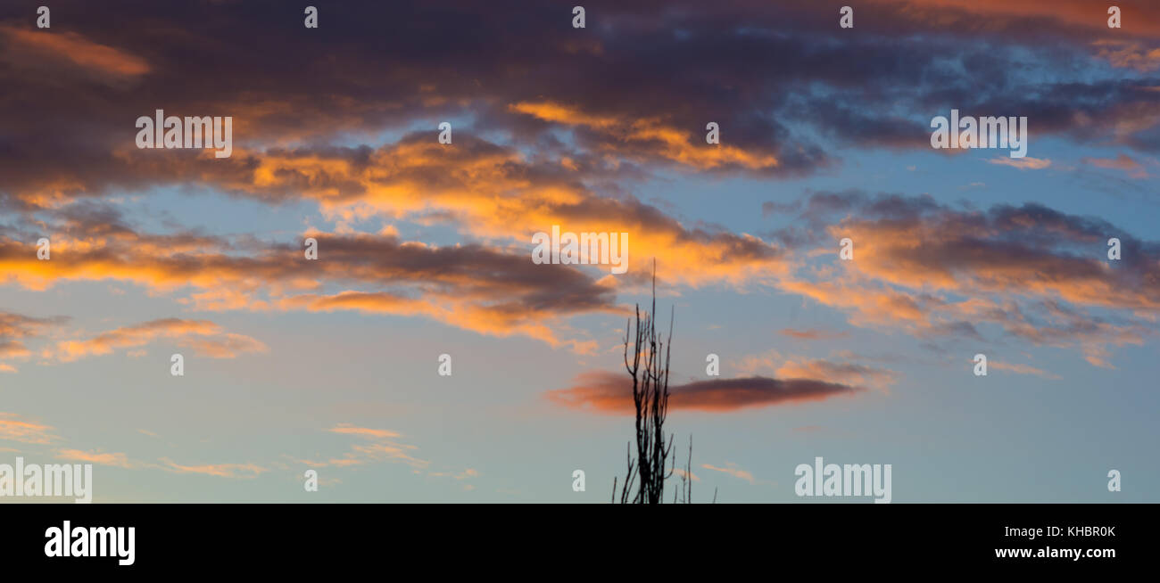 landscape with dramatic light - orange clouds and the outline of trees ...