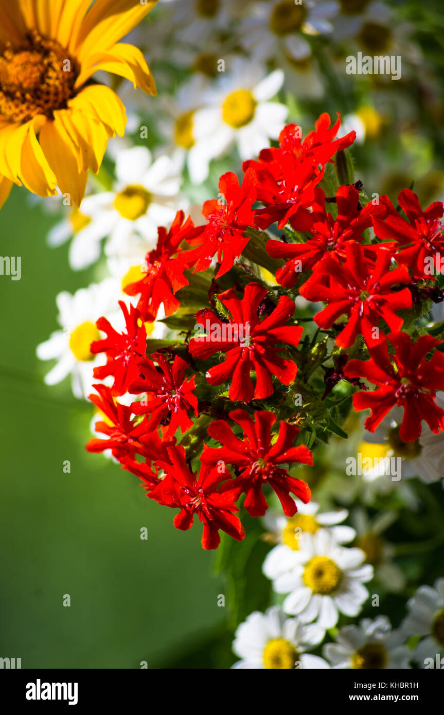 a colorful bouquet of bright spring flowers of various types, close-up ...