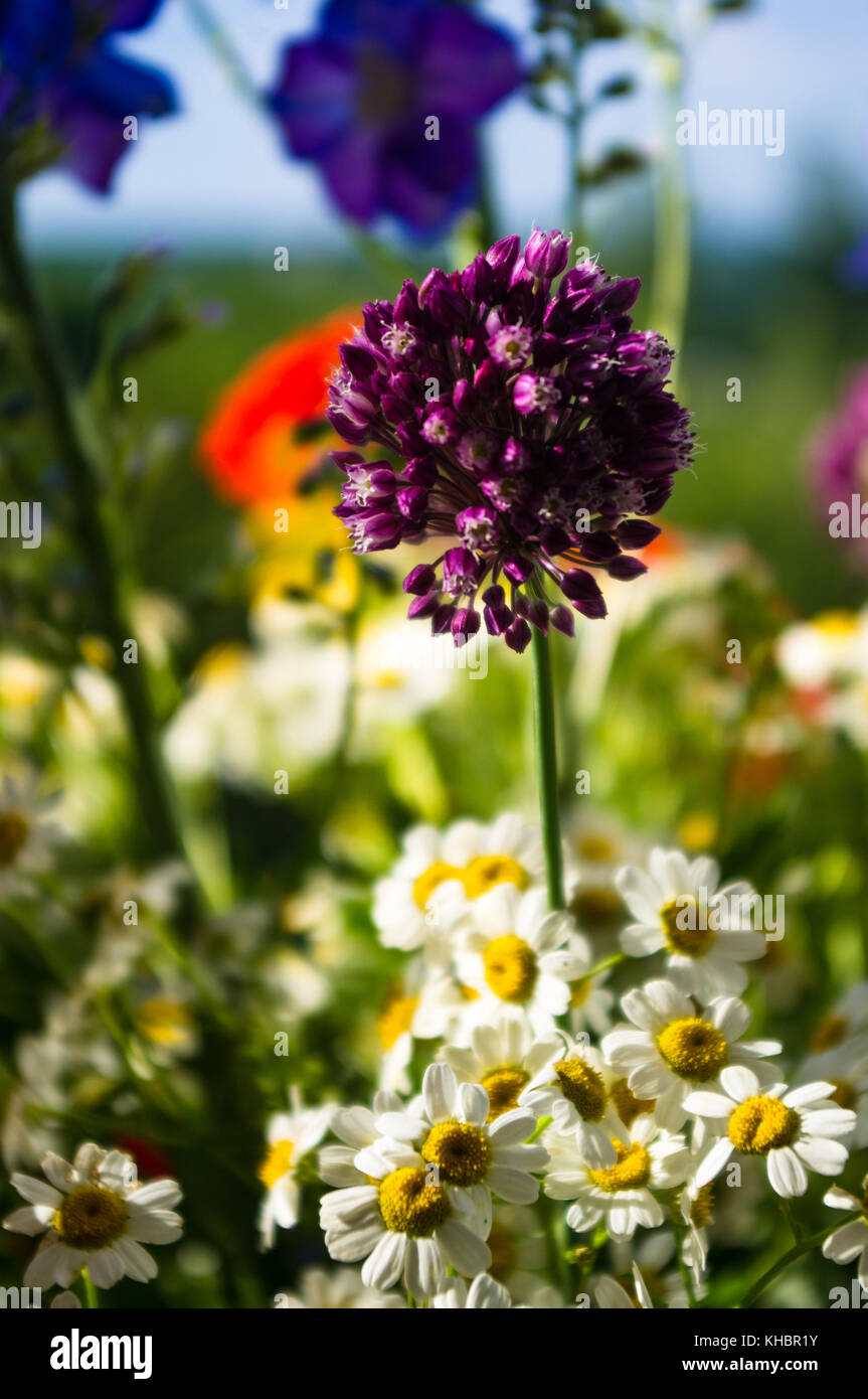 a colorful bouquet of bright spring flowers of various types, close-up ...