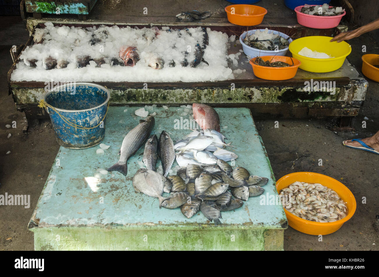 Fish on display at Fort Cochin market, Kerala, India Stock Photo - Alamy