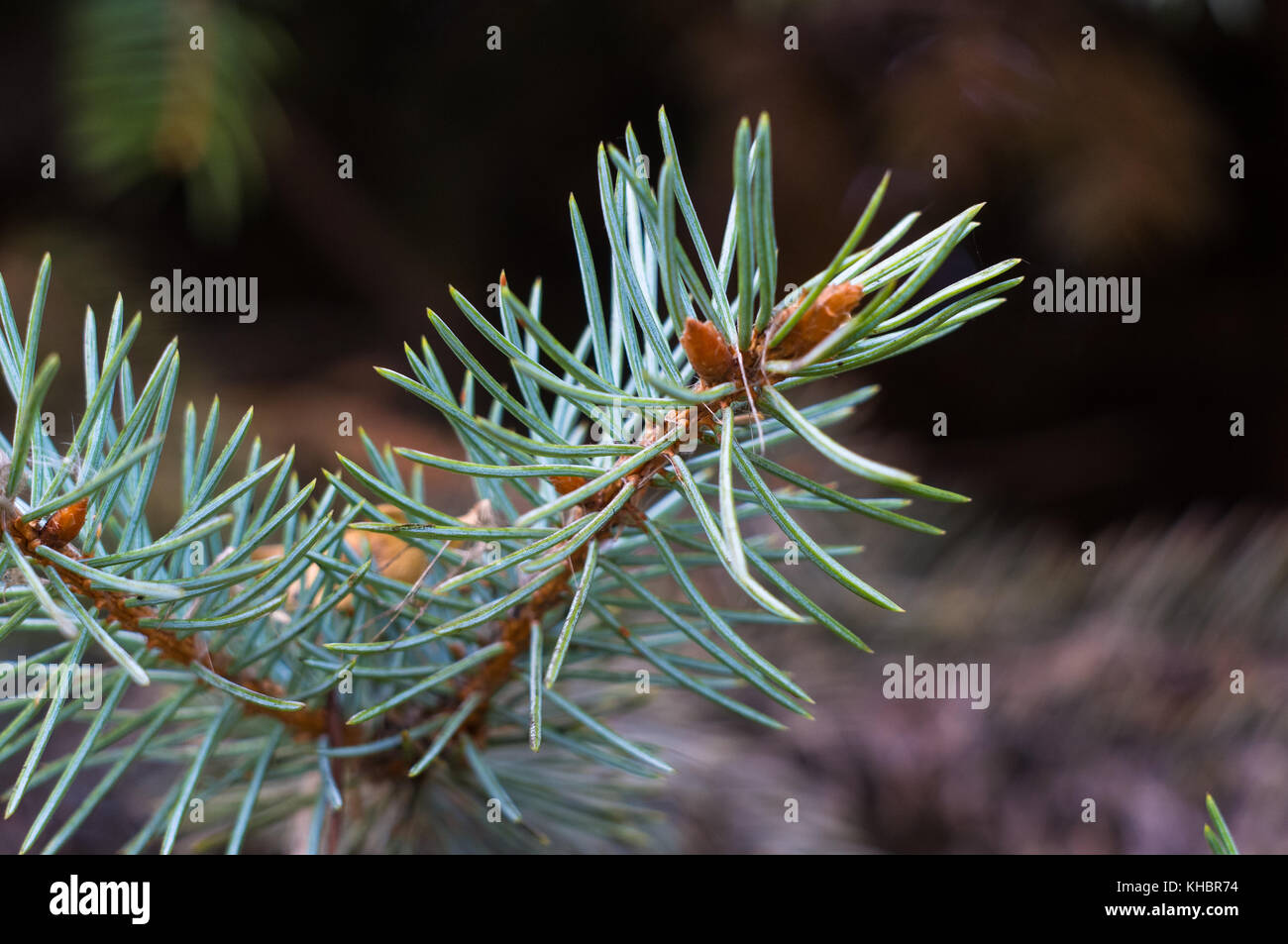 Green fluffy fir tree branch close up, Christmas wallpaper concept ...