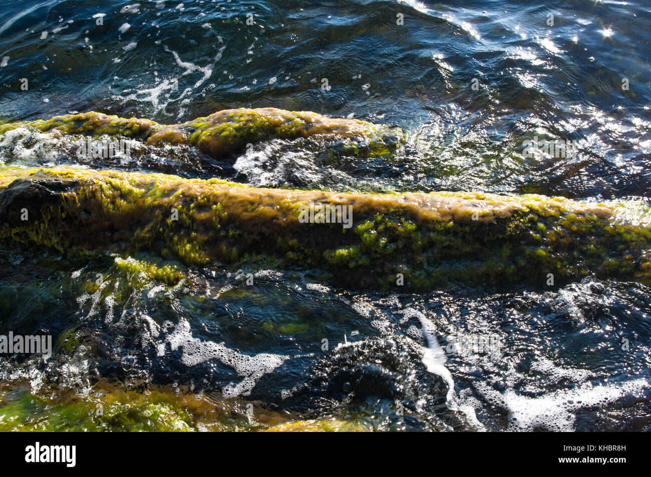 rocky sea shore with with seaweed, transparent waves with foam, on a ...