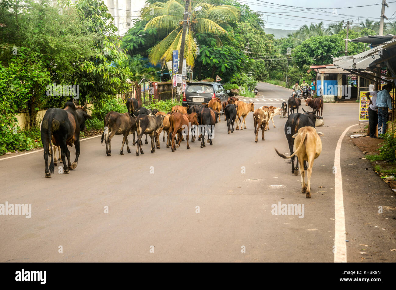 Cow on indian road hi-res stock photography and images - Alamy