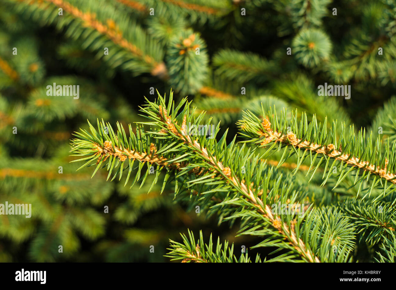 Green fluffy fir tree branch close up, Christmas wallpaper concept ...