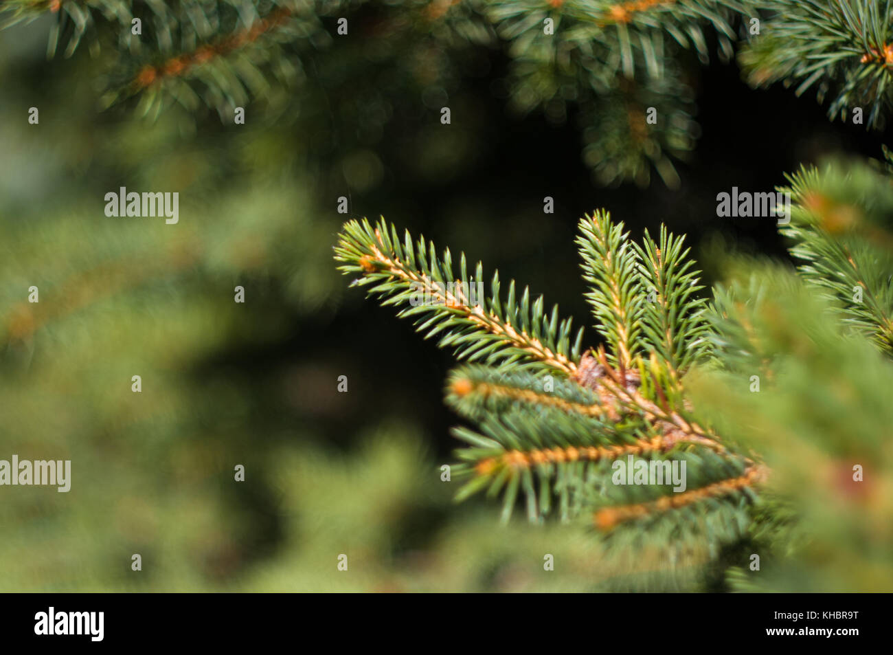 Green fluffy fir tree branch close up, Christmas wallpaper concept ...
