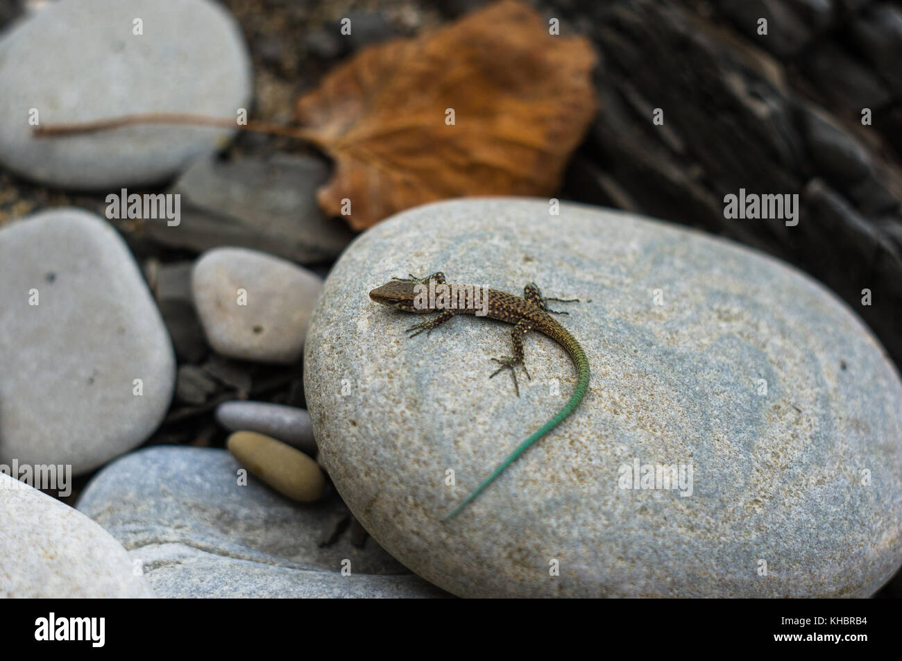 a little brown spotted lizard with green tail, lying on the sea pebbles ...