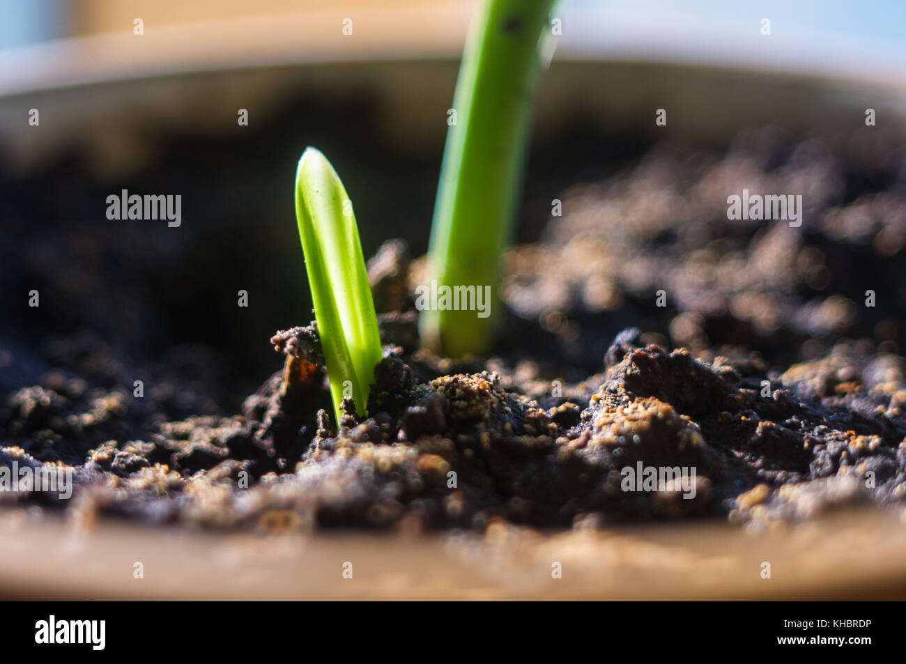 growing little green sprouts of young plants in sunlight Stock Photo ...