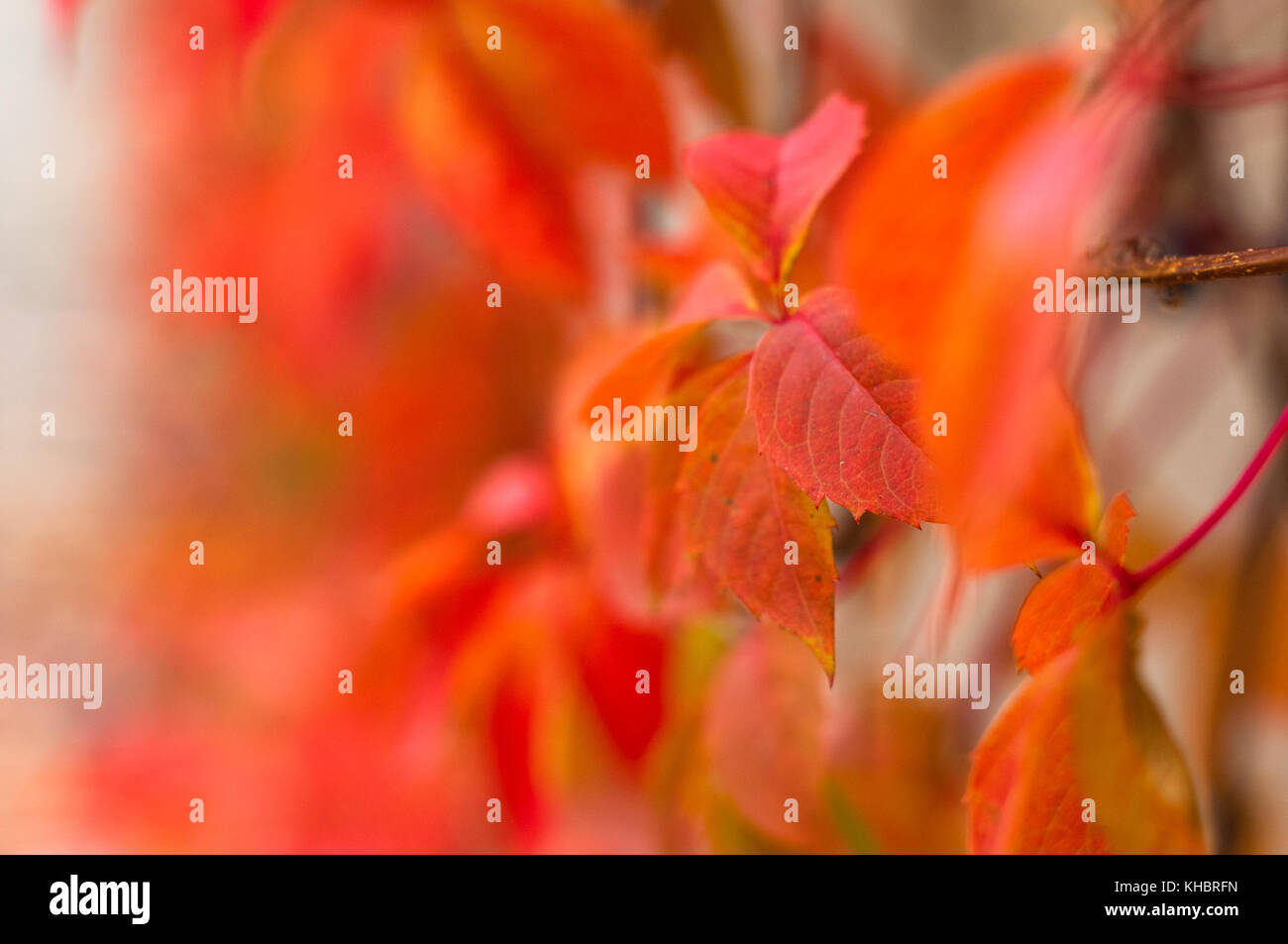 bright red autumn leaves of wild grapes, close up Stock Photo - Alamy