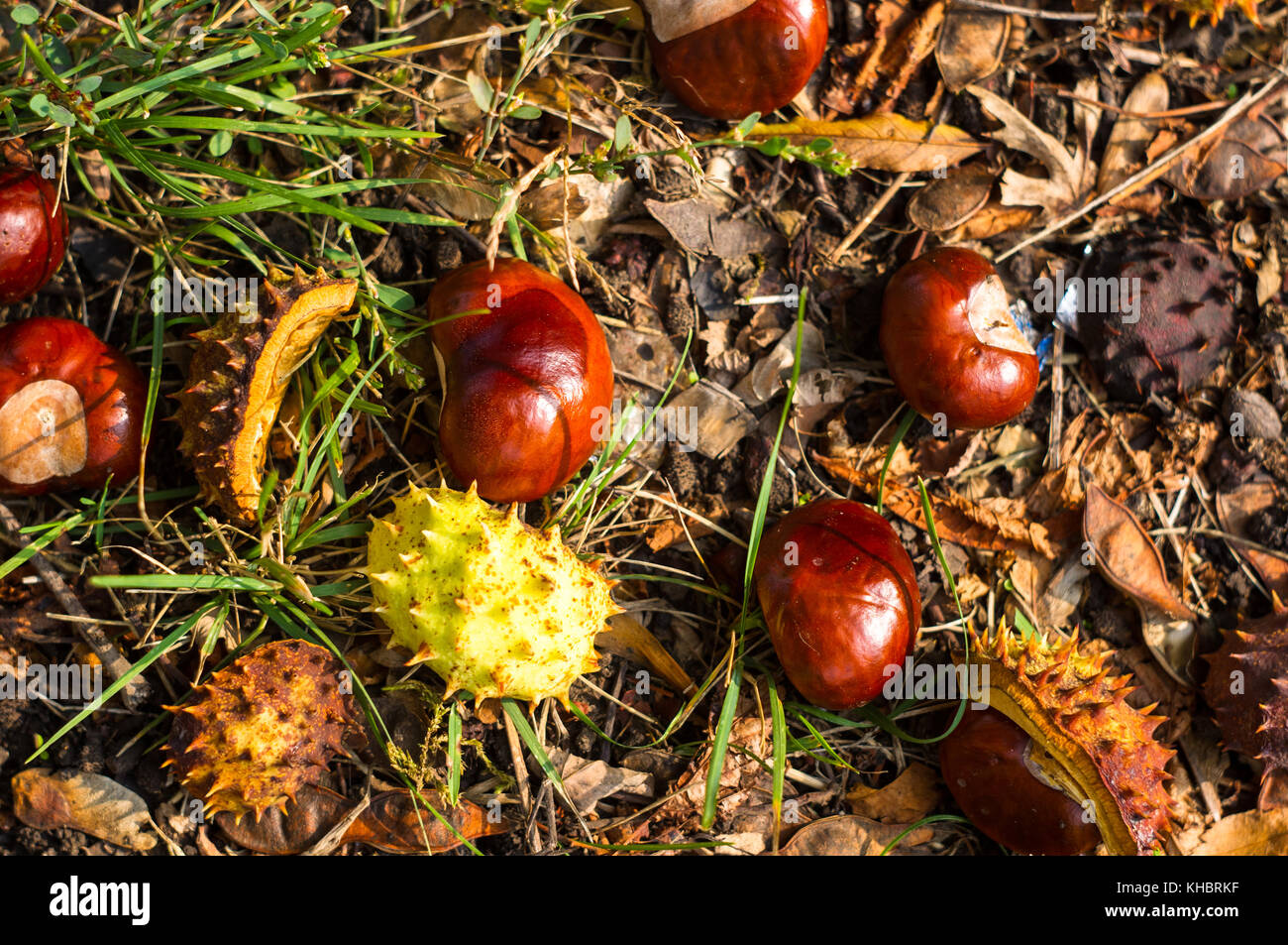 autumn leaves and chestnuts on the ground, close up Stock Photo - Alamy