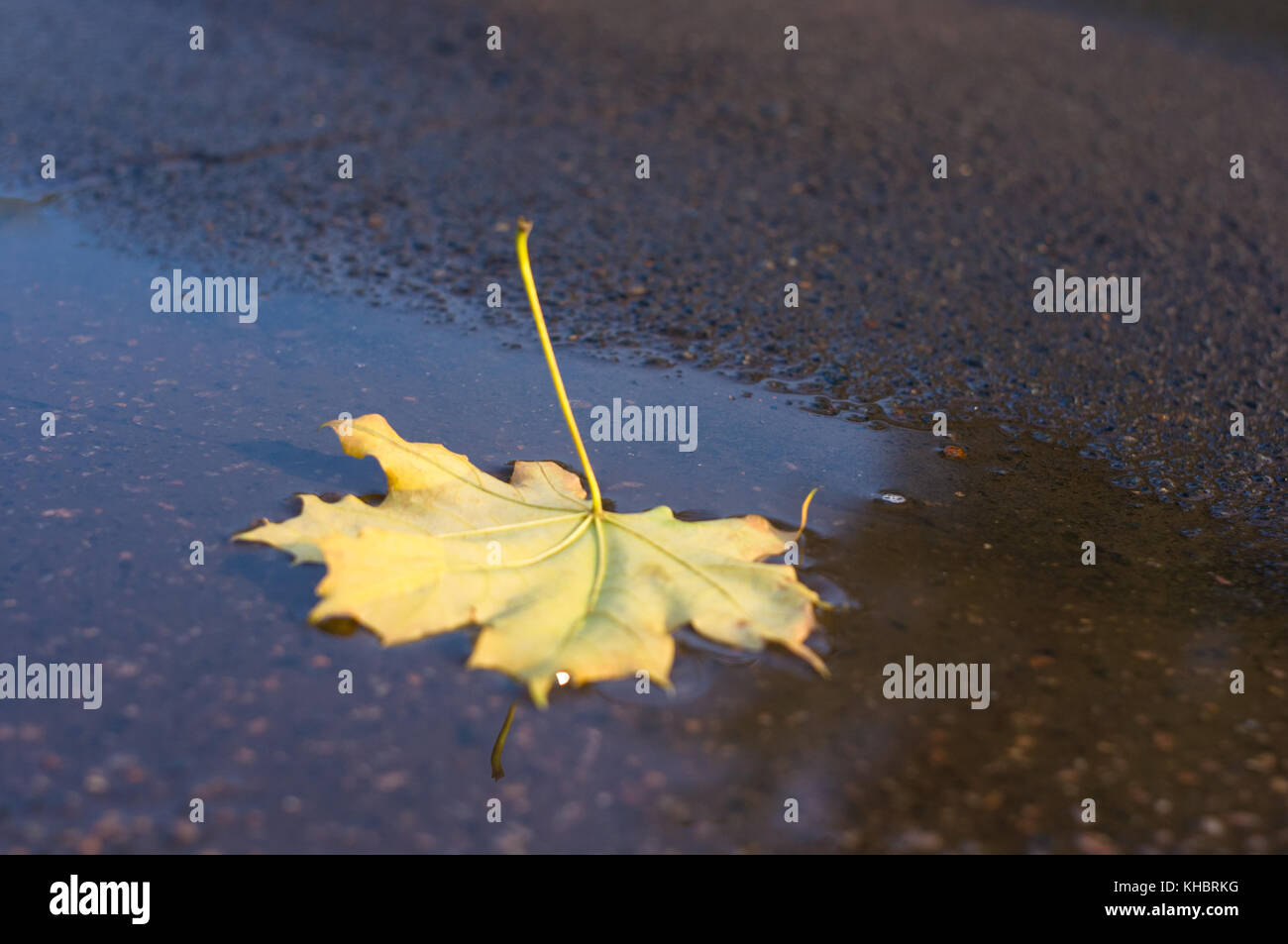 autumn yellow maple leaves in rain puddle, close up Stock Photo - Alamy