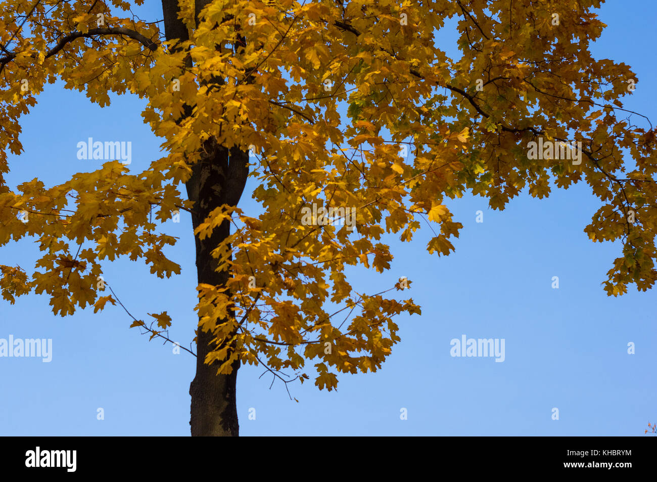 beautiful autumn yellow leaves on a large tree Stock Photo - Alamy