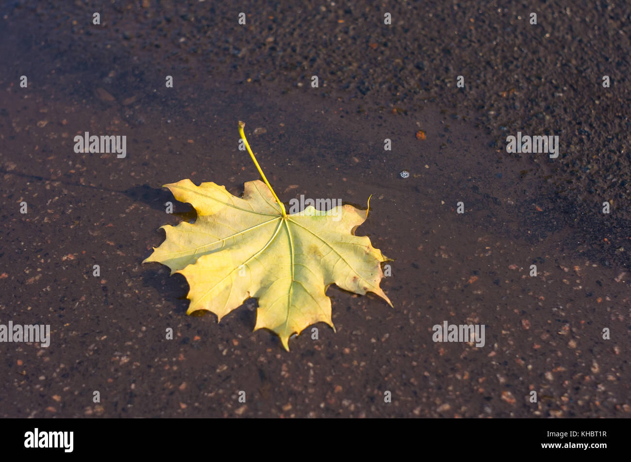 autumn yellow maple leaves in rain puddle, close up Stock Photo - Alamy