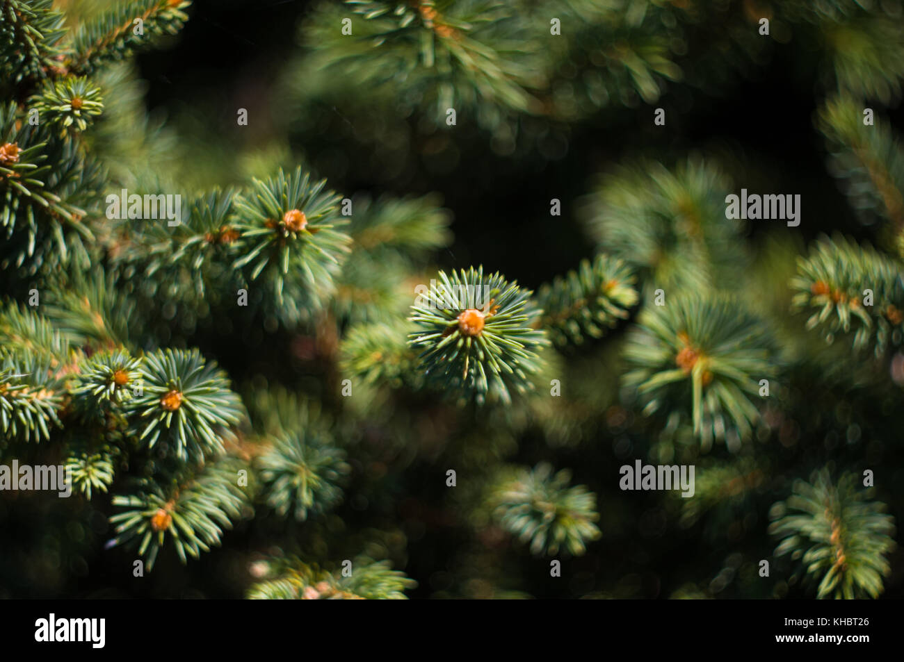 Green fluffy fir tree branch close up, Christmas wallpaper concept ...