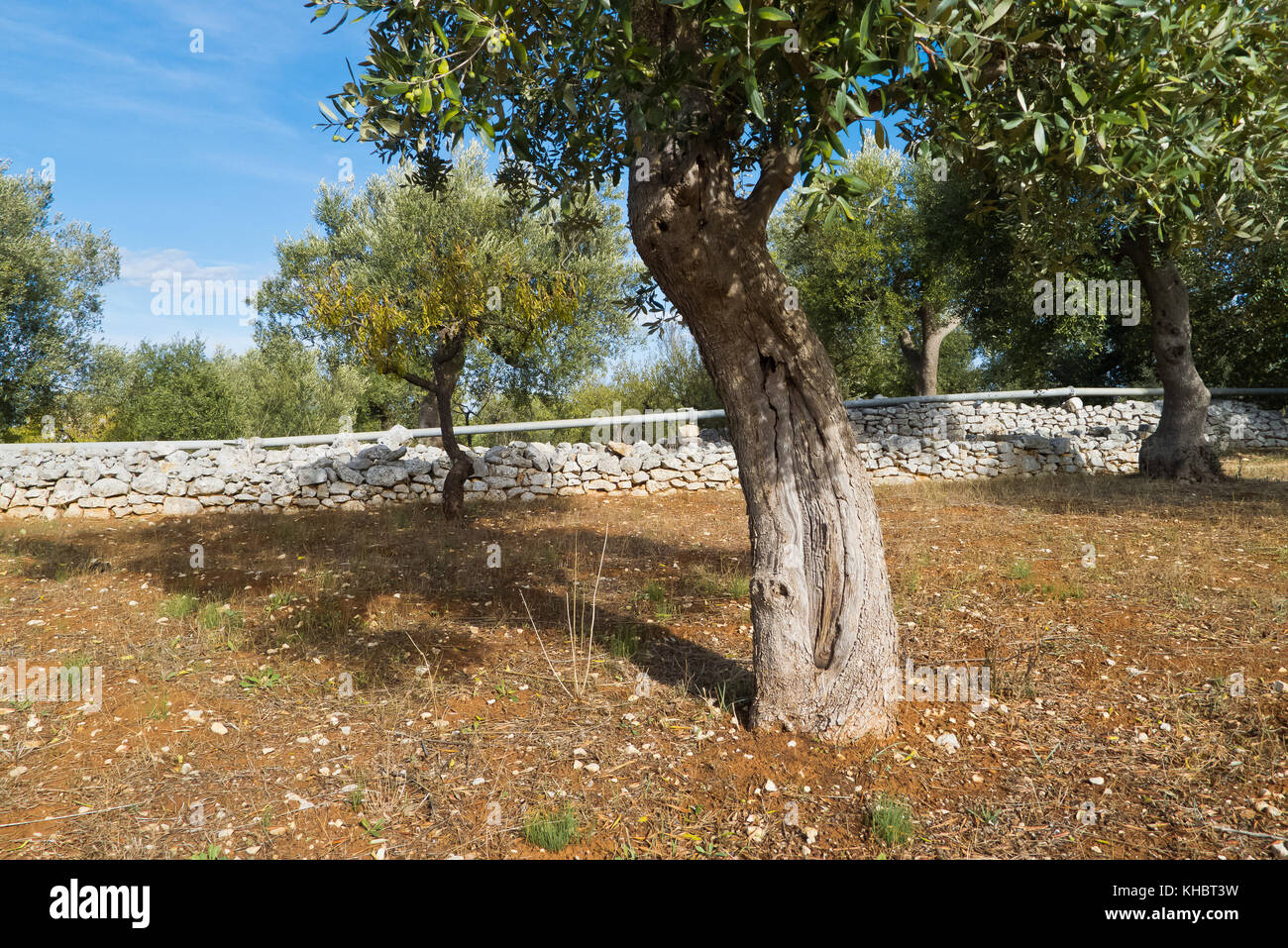 Olive trees in autumn in Puglia land Stock Photo - Alamy