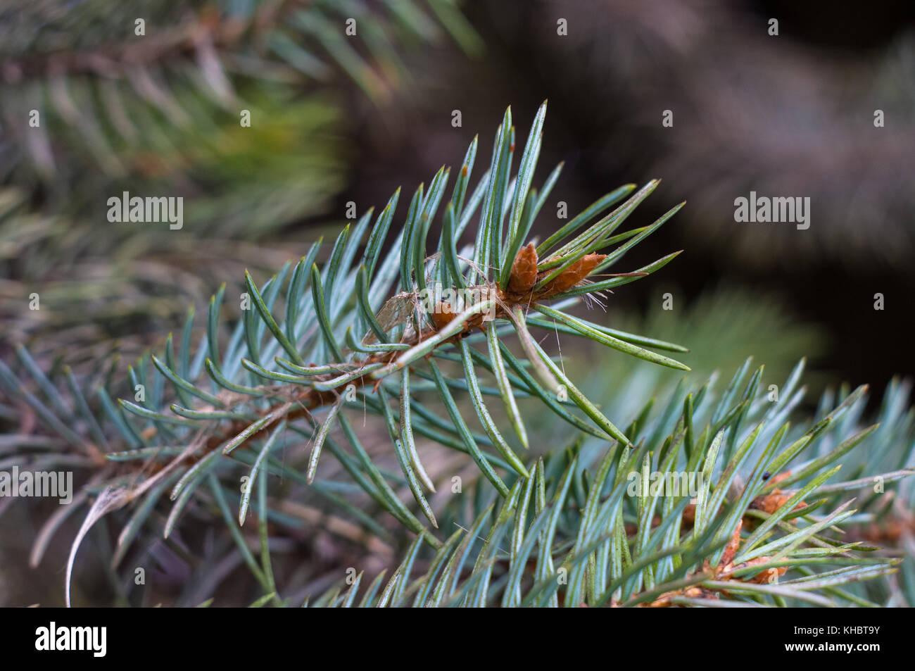 Green fluffy fir tree branch close up, Christmas wallpaper concept ...