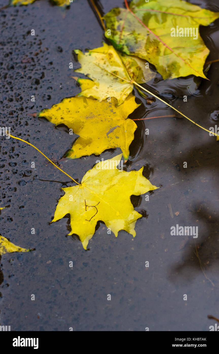 autumn yellow maple leaves in rain puddle, close up Stock Photo - Alamy