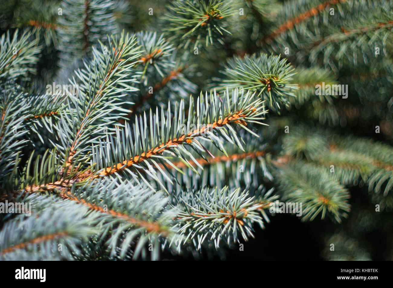 Green fluffy fir tree branch close up, Christmas wallpaper concept ...