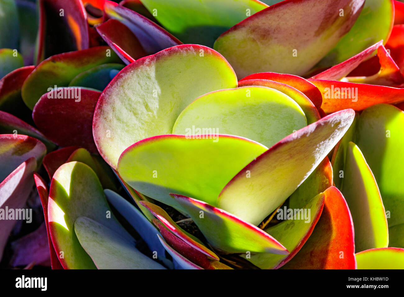 Paddle succulent, Flap jack plant, Kalanchoe Stock Photo - Alamy