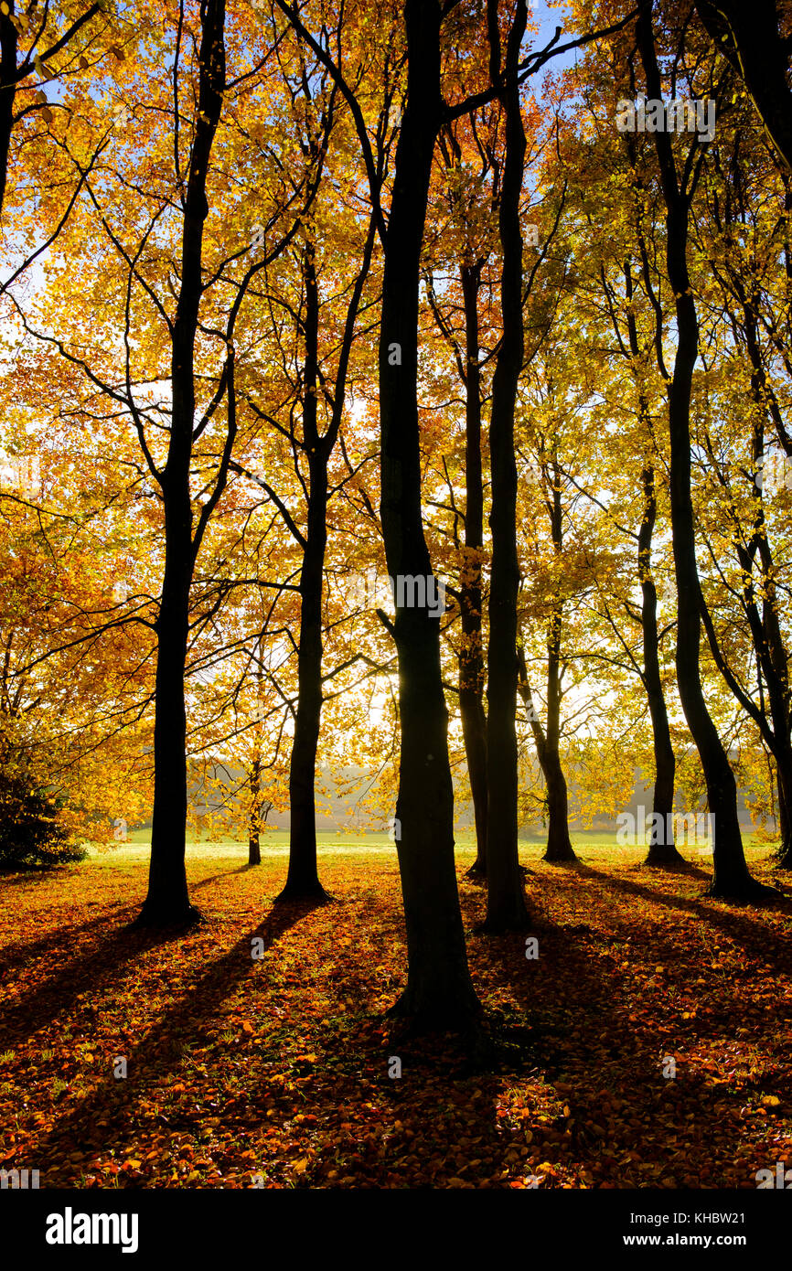 Autumn in the November Sunshine Stock Photo - Alamy