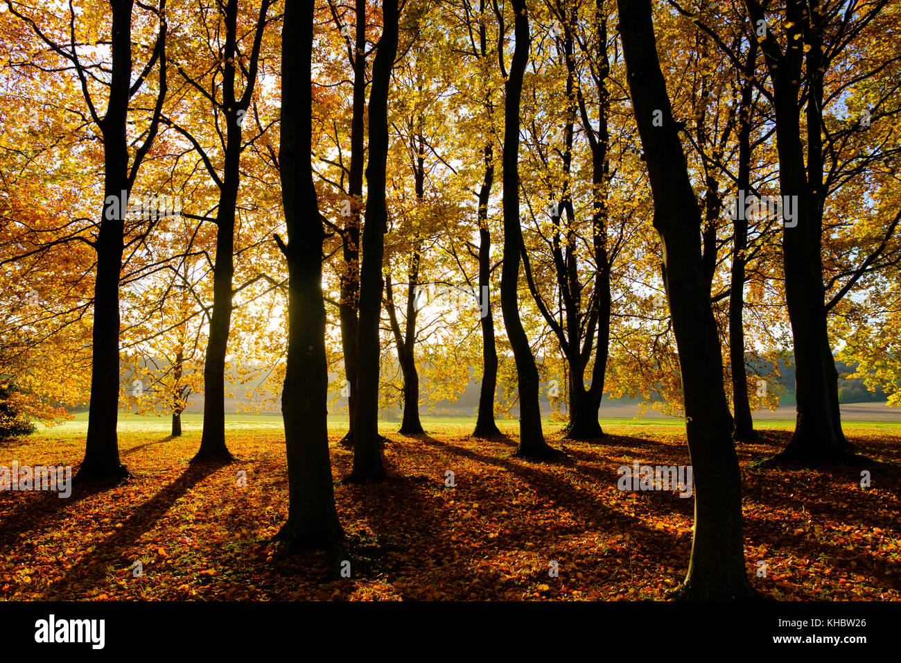 Autumn in the November Sunshine Stock Photo - Alamy